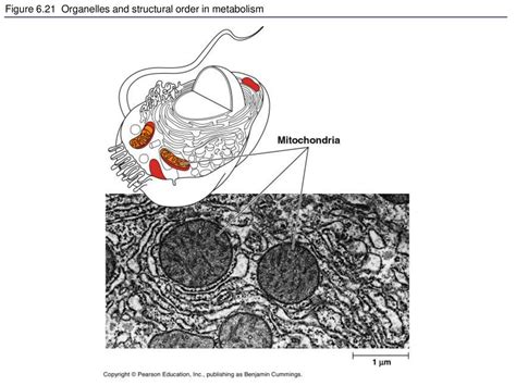 Figure 61 The Complexity Of Metabolism Ppt Download