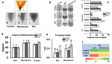 Root Tip Section And Root Phenotype Measurement Of Rice Genotypes A I