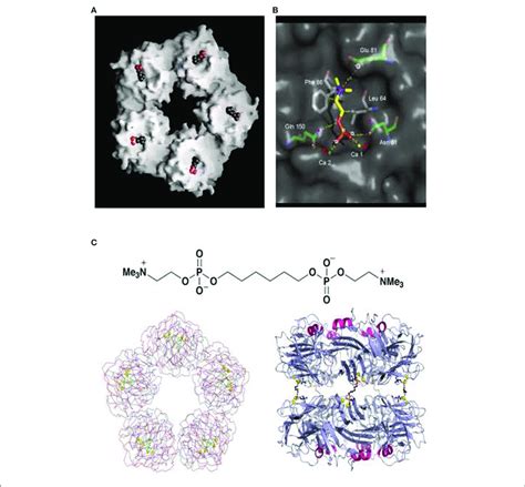 Structure Of Human Crp With Bound Phosphocholine And Download Scientific Diagram