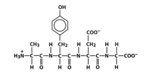 Exam 1 Biochem Flashcards Quizlet