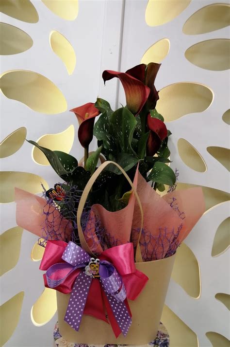 Plante De Interior La Ghiveci Cala Floraria Clematis