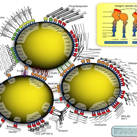 Labeling Reaction Of Biotin With Surface Proteins Download Scientific Diagram