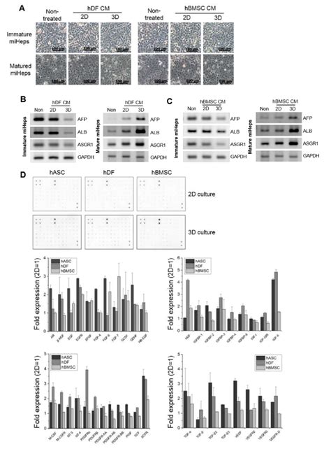Effects Of Hbmsc And Hdf Conditioned Media On Mihep Hepatic Function