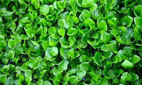 Żarłoczny Gigant Hiacynt Wodny Akwarystyka Magazyn Akwarium