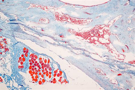 Characteristics Tissue Of Internal Ear Human Under The Microscope In