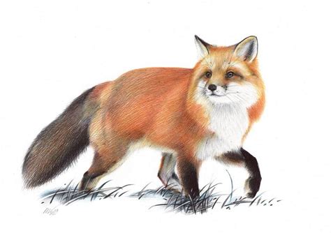 Red Fox Realistic Ballpoint Pen Drawing Drawing By Daria Maier