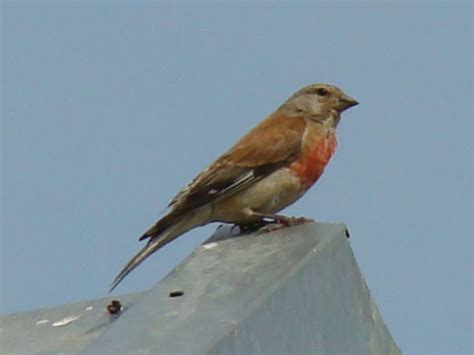 Linnet European Passerine And Seed Eater Britannica