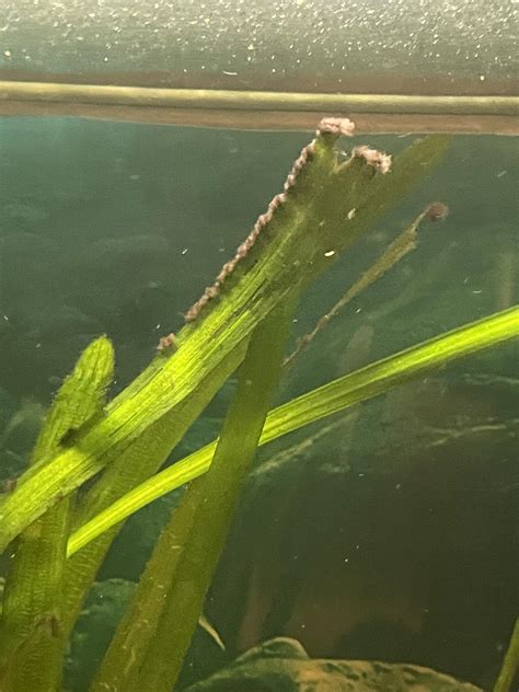 Black Beard Algae Problem More In Comments R Aquariums