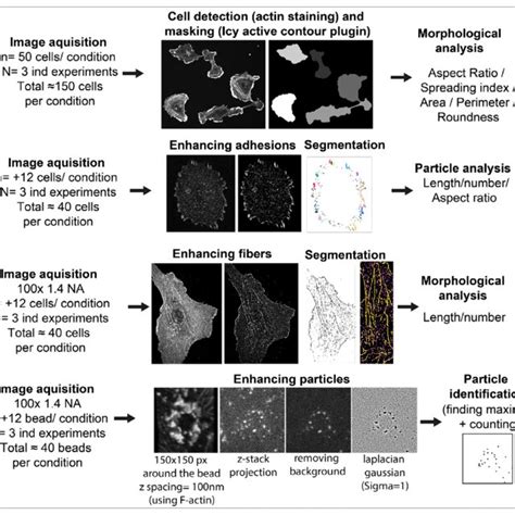 Image Analysis Workflow A Cell Morphology General Morphology Of Download Scientific Diagram