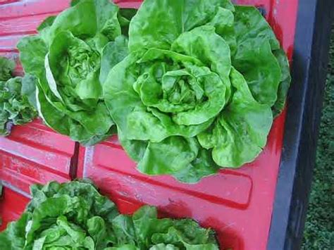 Butterhead Lettuce Optimum Harvest Stage Youtube