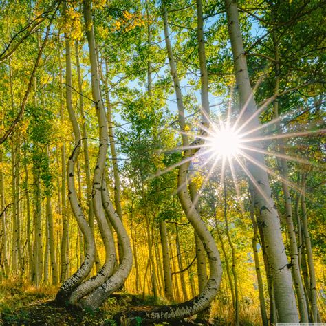 Bended Aspen Trees In Colorado 4k Uhd Wallpaper For Ultrahd Desktop And Tv Widescreen And