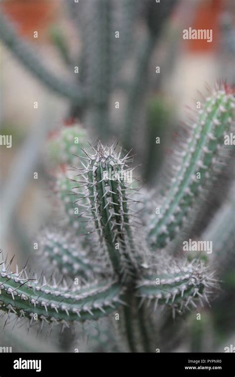 Red Spine Euphorb Cactus Plant Euphorbia Baioensis Desert Plant Growing In The Sunny Meadow