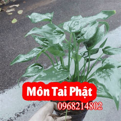 Cây Môn Tai Phật Bí Quyết Trồng Tai Phật Xanh Mướt Tại Nhà