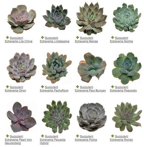 How To Identify Succulents A Guide For Plant Lovers