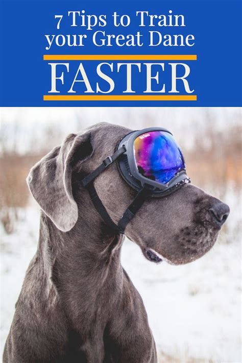 How To Train A Great Dane Tips And Techniques For Effective Training