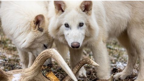 Gene Edited Dire Wolves Breakthrough Science Or Ethical Red Flag