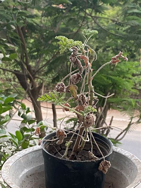 Rose Geranium Is Dying R Gardening