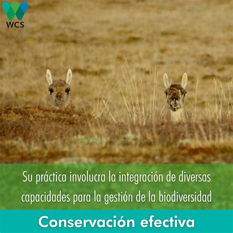 Wcs Chile La Conservación Efectiva Implica Conocer Cómo