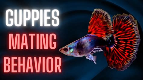 Breeding Season Of Guppy Fish At David Headrick Blog
