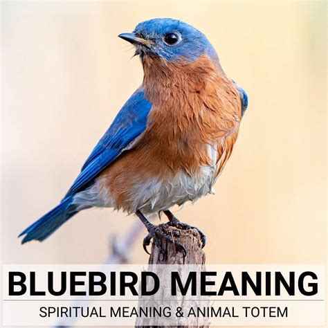 The Bluebird Meaning A Full Guide To Understanding Bluebird Symbolism