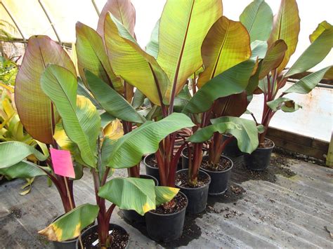 Red Banana Tree Live Tree In A 3 Gallon Pot Ensete Ventricosum Ma
