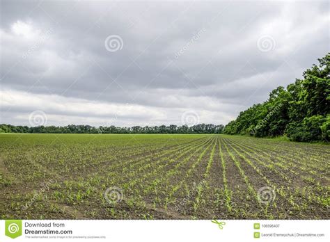 Cornfield Small Corn Sprouts Field Landscape Cloudy Sky And Stalks