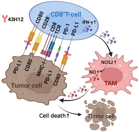 Summary Diagram Of Blockade Of Trans Pd L1 Cd80 Interactions Augments Download Scientific