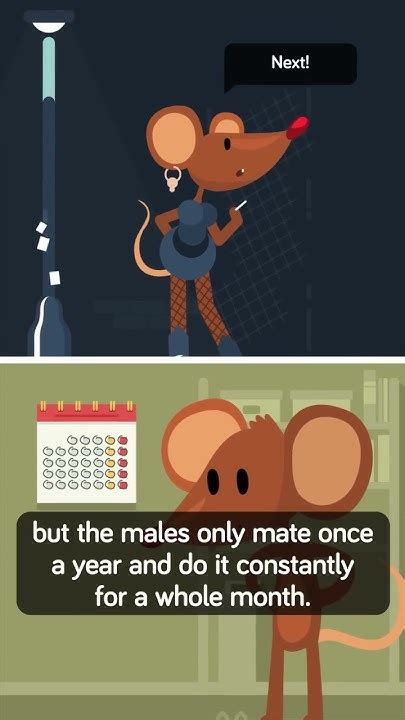 Which Species Have The Most Sex Animals Facts Youtube