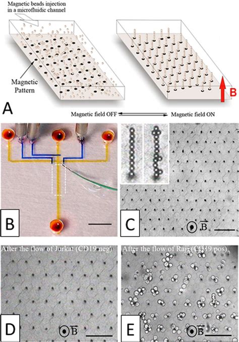 Microfluidic Cell Sorting A Review Of The Advances In The Separation
