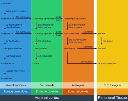 Adrenal Gland Simple English Wikipedia The Free Encyclopedia