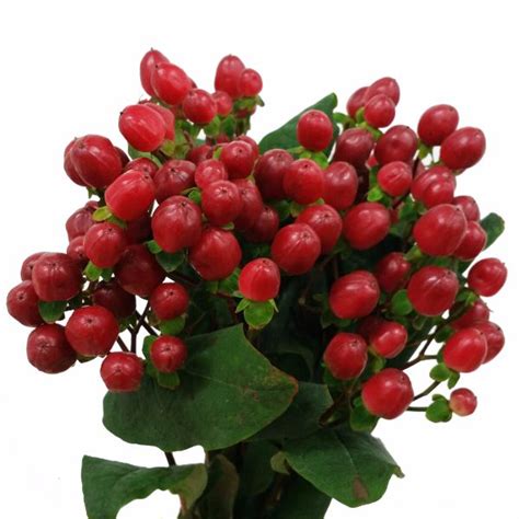 Hypericum Berry Red Bloom Culture Flowers