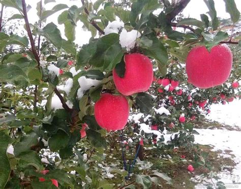 天水惊现传说中的 雪苹果”，听听专家怎么说图 天水在线
