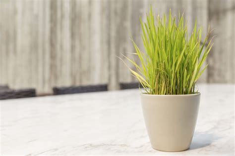 Can You Grow Lemongrass Indoors Learn How To Grow Lemongrass Indoors Gardening Know How