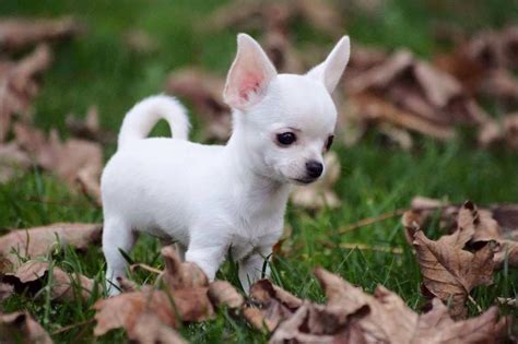 Pin By Luchi On De Perros Chihuahua Puppies Teacup Chihuahua Puppies
