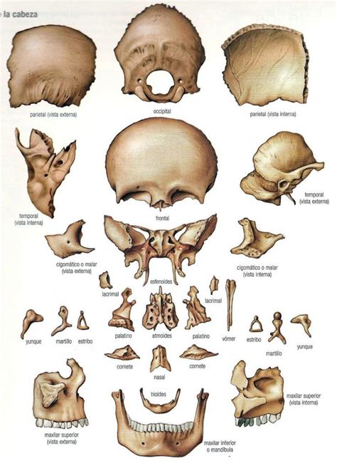 Huesos Del Cráneo Anatomía Del Esqueleto Humano Anatomía Del