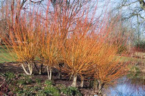Is Salix An Evergreen At Tamara Hall Blog