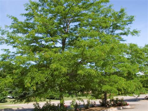 Honeylocust Shademaster Campbells Nursery