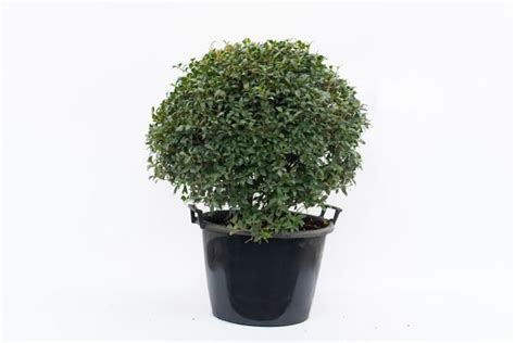 Osmanthus Burkwoodii Topiary Balls Hedge Xpress Buy Online Hedges