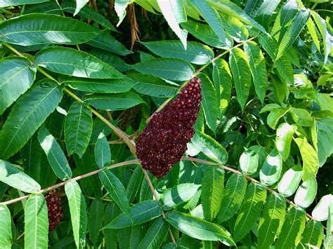 Sumac Tree West Virginia At Eva Brown Blog