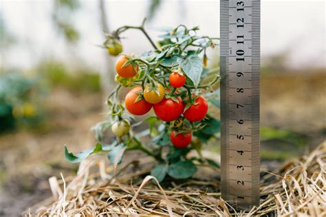 How To Grow Micro Dwarf Tomatoes Harvst