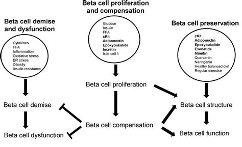 Syromonoed Beta Cell Dysfunction And Insulin Resistance