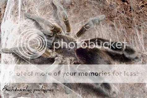 Genus Eucratoscelus Page 2 Arachnoboards