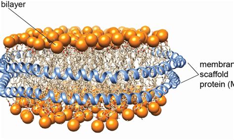 Unveiling The Role Of Scaffold Protein In Cells 1st