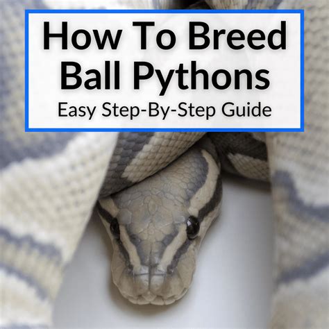 How To Breed Ball Pythons Easy Step By Step Guide