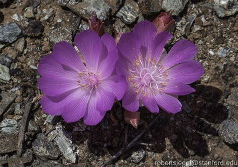 Bitterroot Flower Facts Best Flower Site