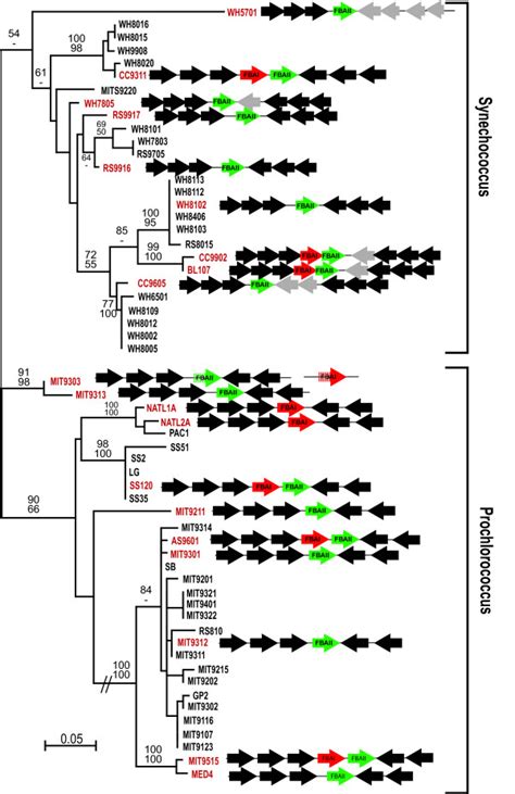 Its Phylogeny Of Prochlorococcus And Synechococcus Showing Gene Order