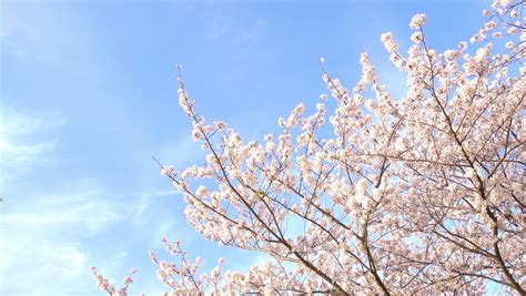 Cherry Blossoms Swaying In Wind Stock Footage Video 100 Royalty Free 29867743 Shutterstock