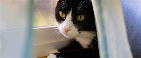 150 Tuxedo Cat Names For Your Truly Dapper Kitty