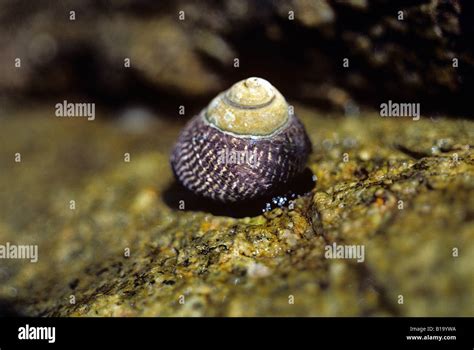 How Do Sea Snails Grow Their Shells At Kate Gask Blog