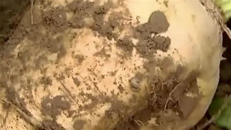 راهکارهای رشد انفجاری چغندرآموزشکشاورزی کودکشاورزی کشتچغندر نماشا